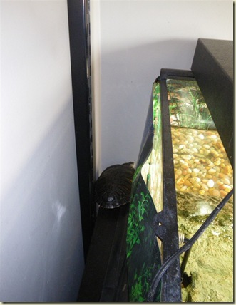 The Great Turtle Escape | DC Rainmaker