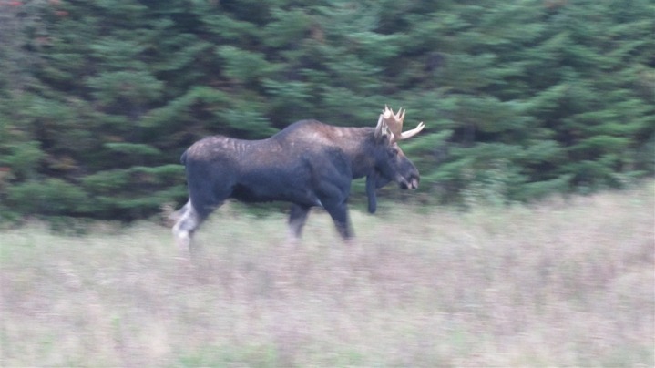 A Canadian Moose of a Long Run | DC Rainmaker