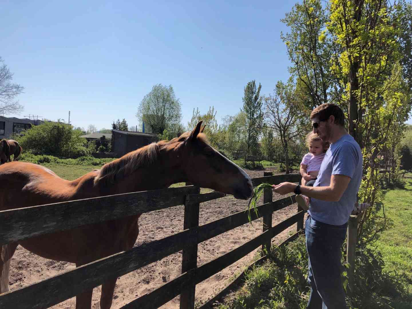 Horse | DC Rainmaker